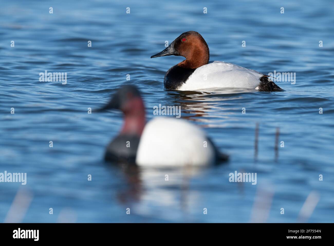 Canvasback duck flying hi-res stock photography and images - Alamy