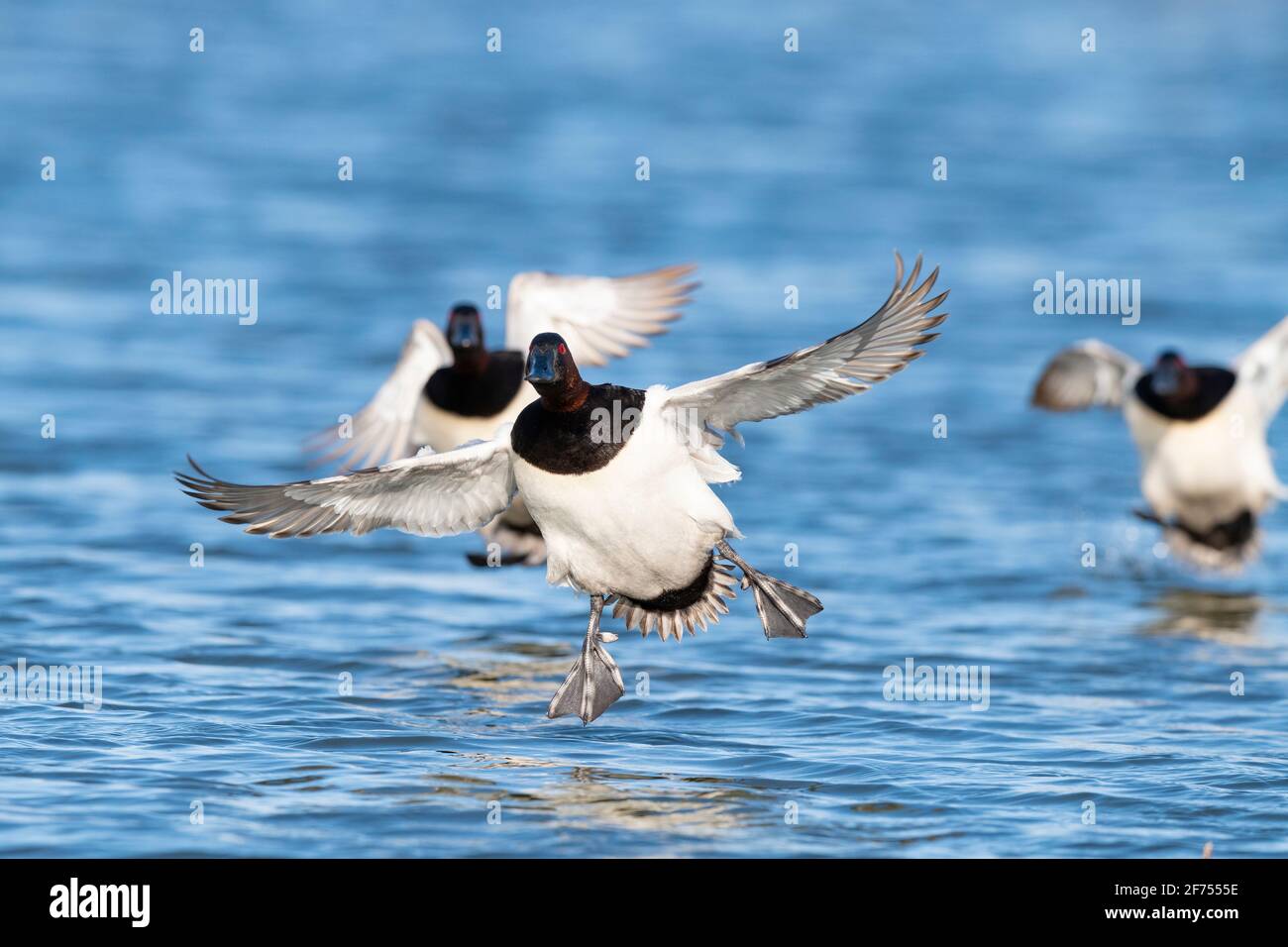 Canvasback duck flying hi-res stock photography and images - Alamy