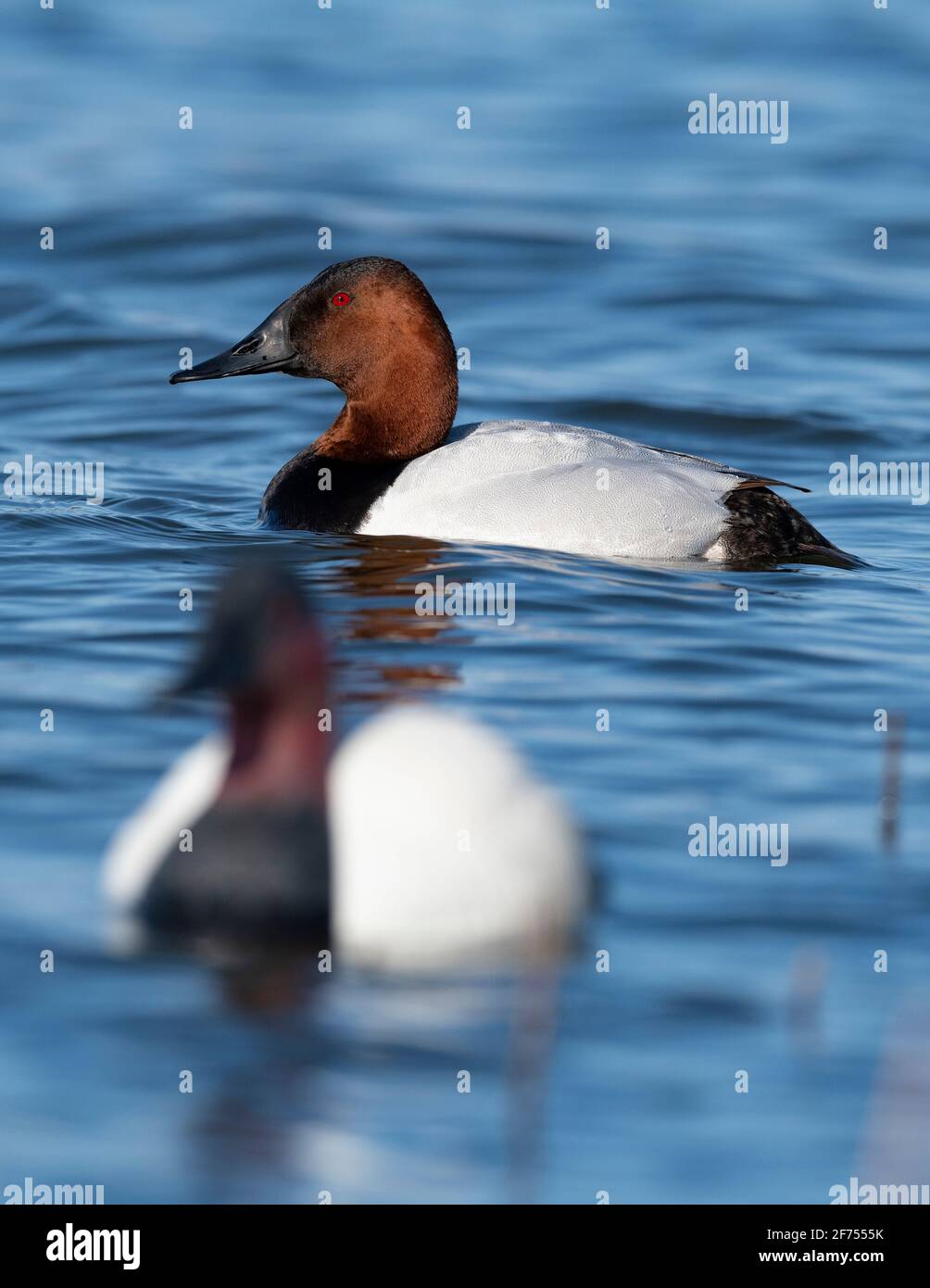 Canvasback duck flying hi-res stock photography and images - Alamy