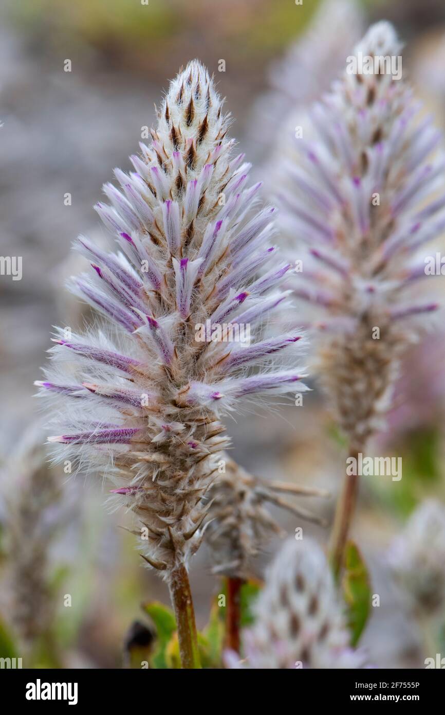 Mulla mulla (Ptilotus exaltatus Nees Stock Photo - Alamy