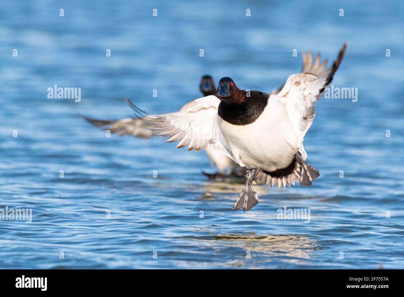 Canvasback flying hi-res stock photography and images - Alamy