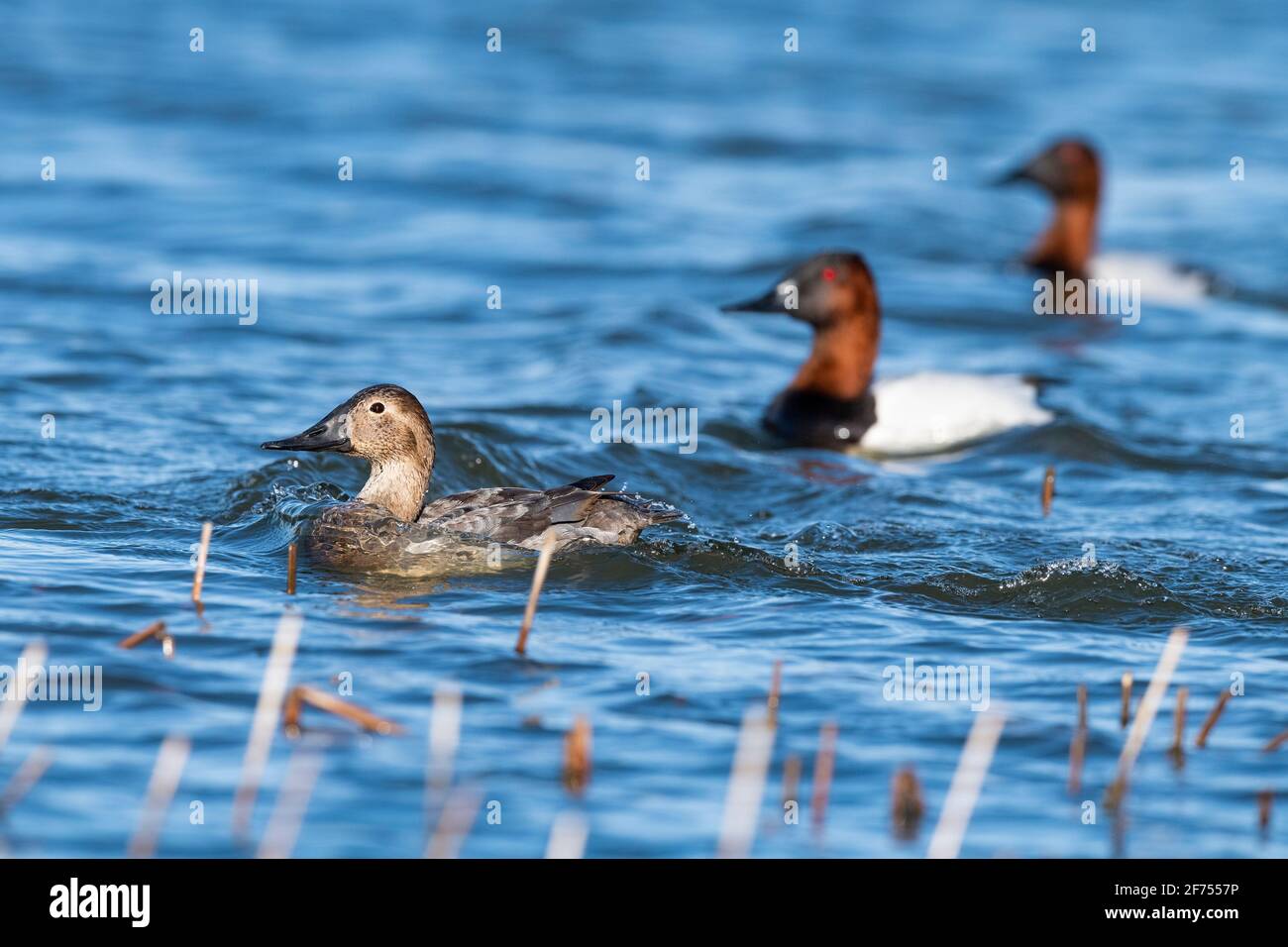 Canvasback duck flying hi-res stock photography and images - Alamy