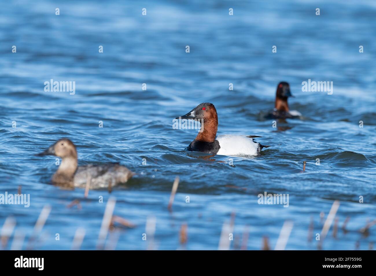 Canvasback duck flying hi-res stock photography and images - Alamy