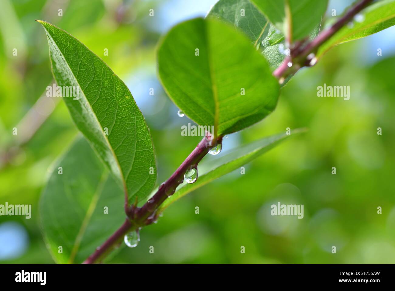 Water drop on tree leaf hi-res stock photography and images - Alamy