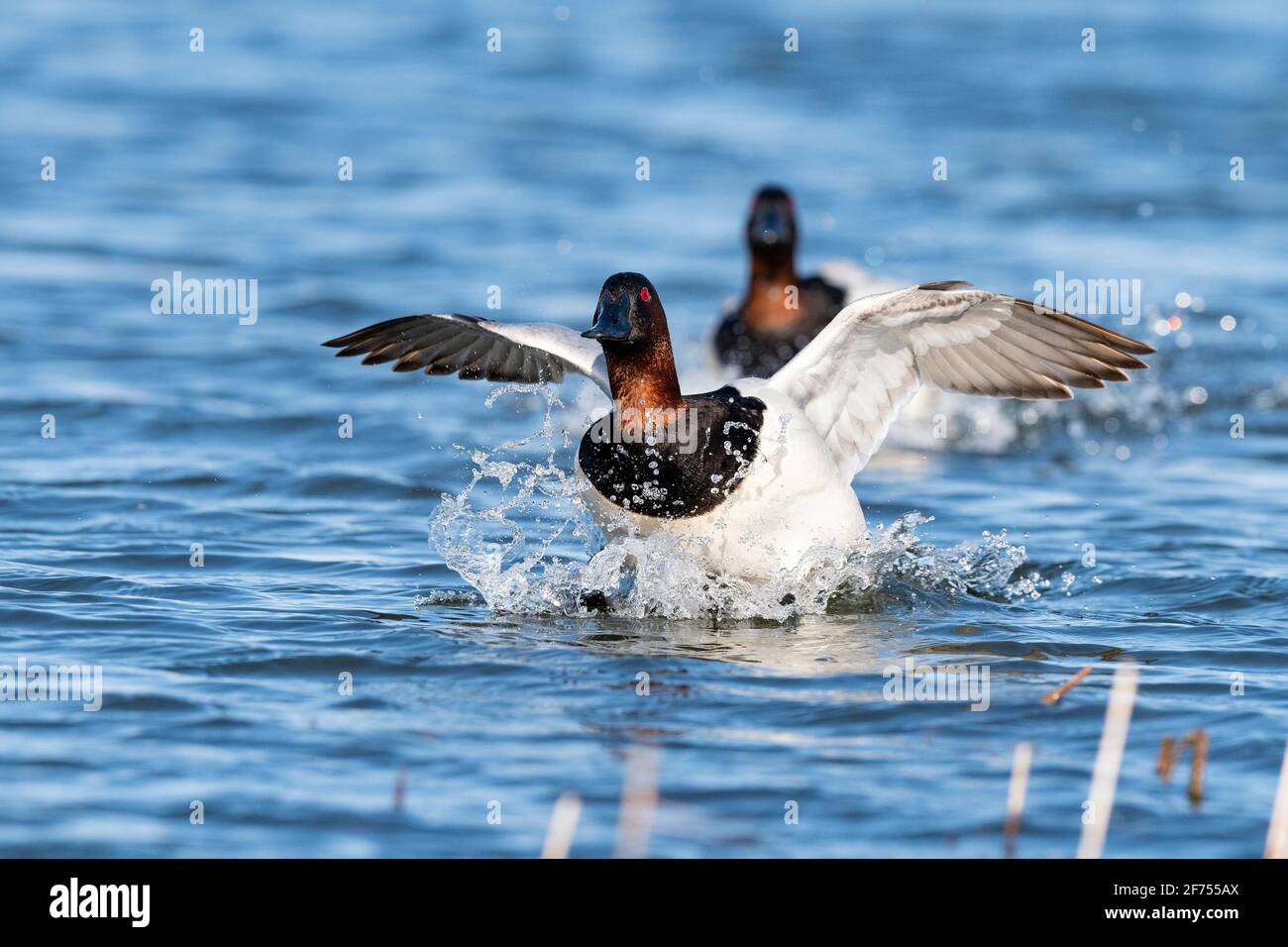 Canvasback duck flying hi-res stock photography and images - Alamy