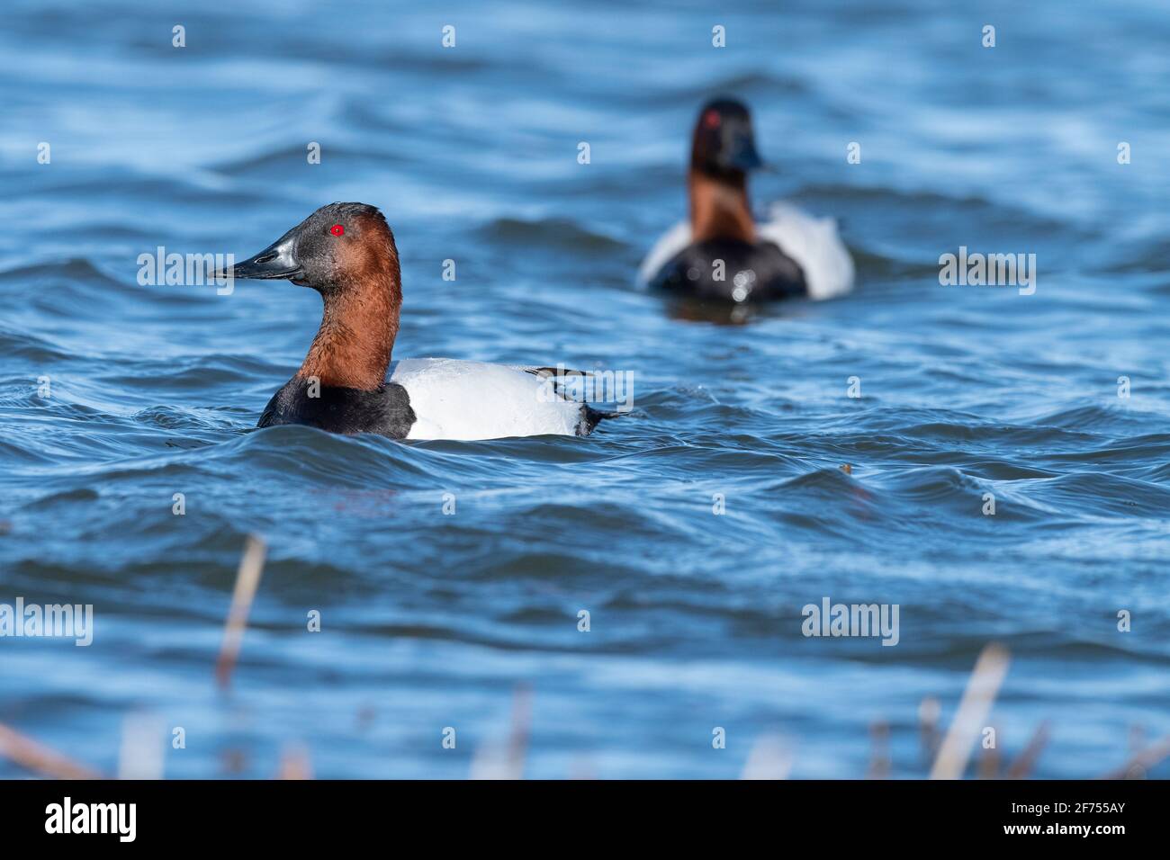 Canvasback duck flying hi-res stock photography and images - Alamy