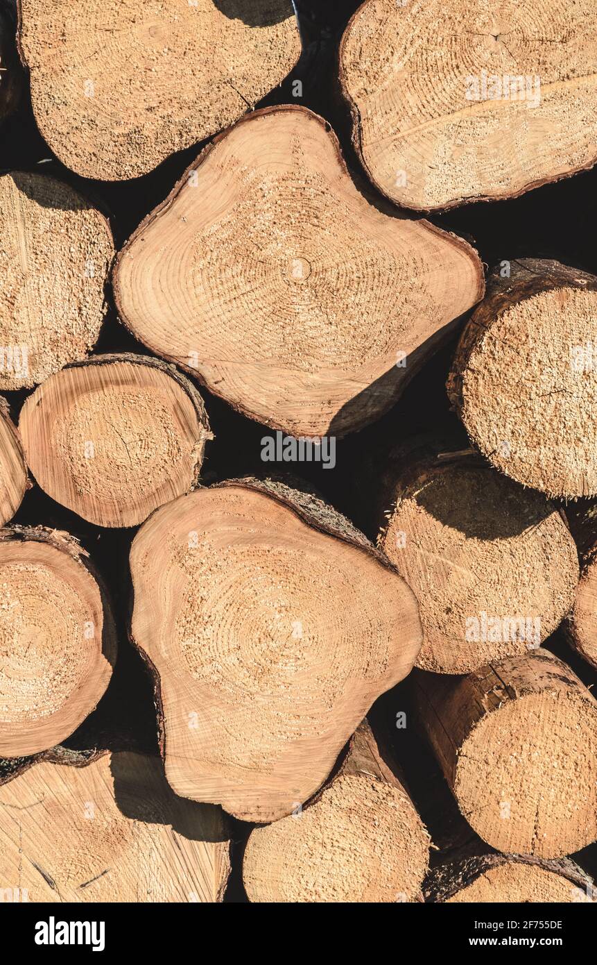 Cross-section growth rings of felled trees, many log trunks, close-up ...
