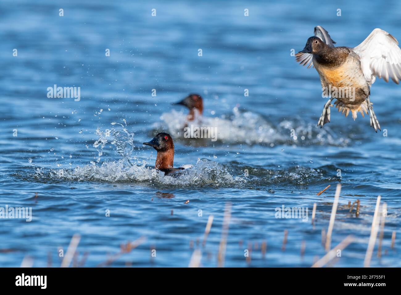Flying canvasback duck hi-res stock photography and images - Alamy