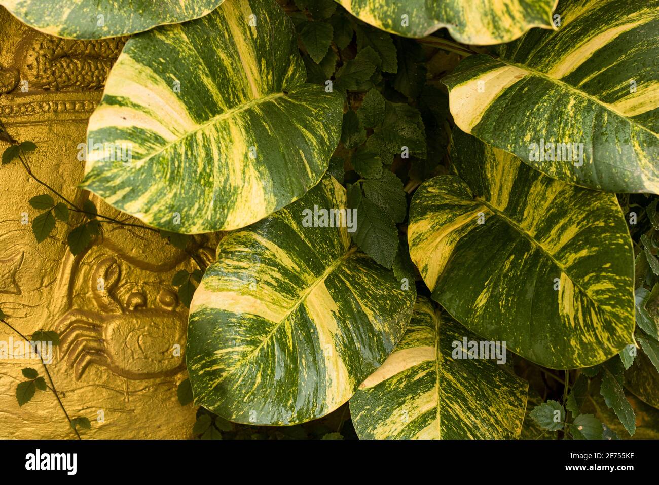 Entwining hi-res stock photography and images - Alamy