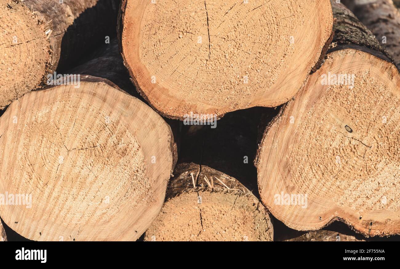 Cross-section growth rings of felled trees, many log trunks, close-up ...