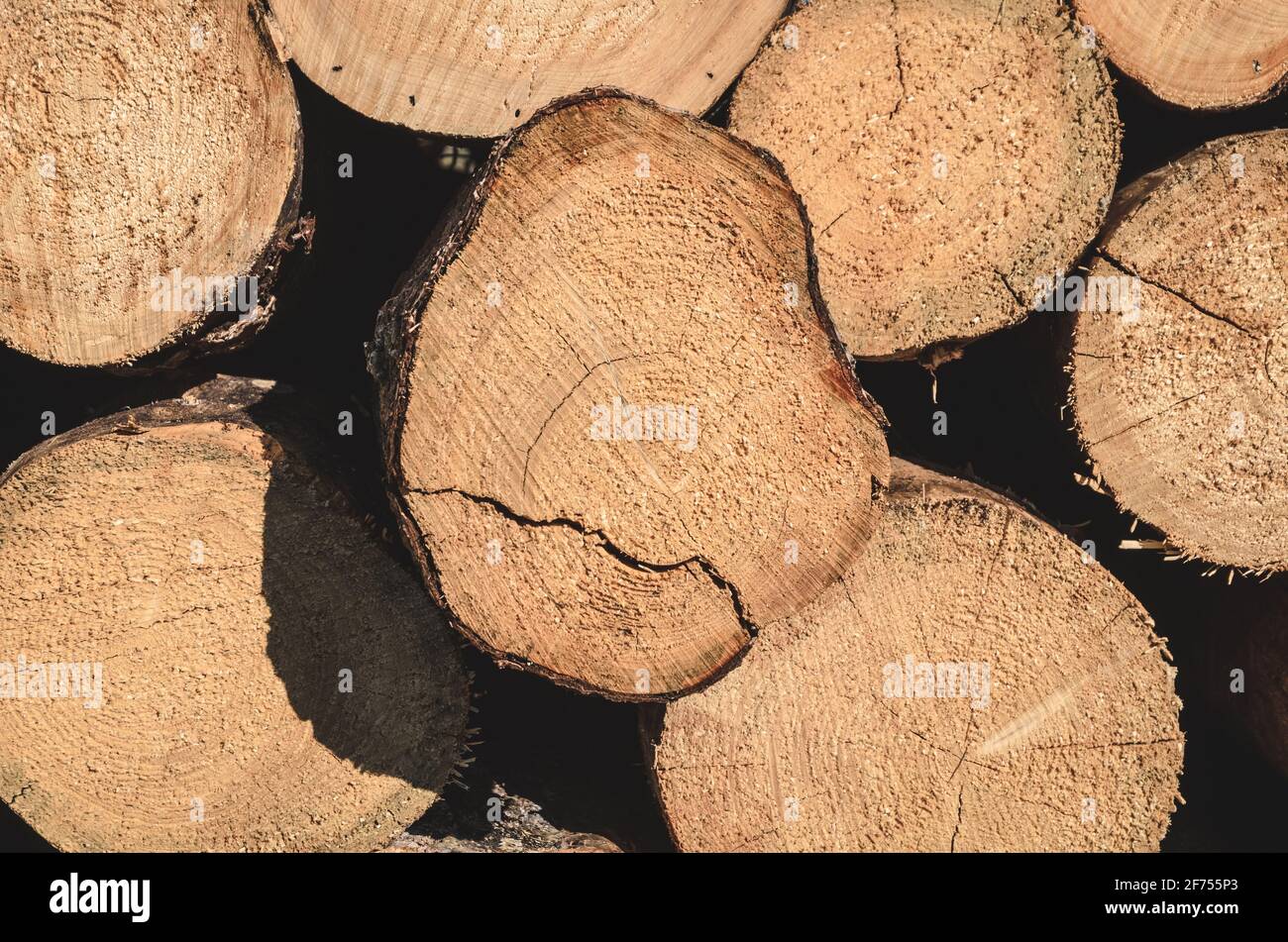 Cross-section growth rings of felled trees, many log trunks, close-up ...