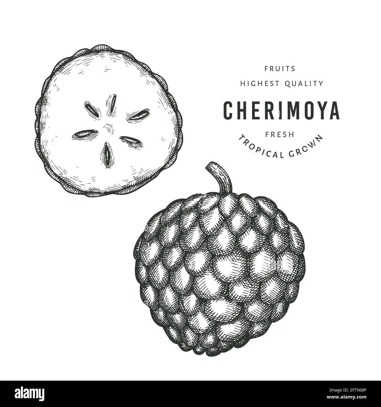 Hand drawn sketch style cherimoya. Organic fresh fruit vector ...