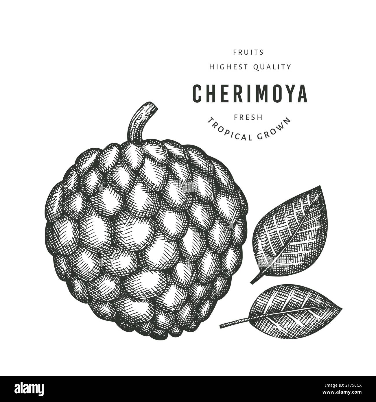 Hand drawn sketch style cherimoya. Organic fresh fruit vector ...