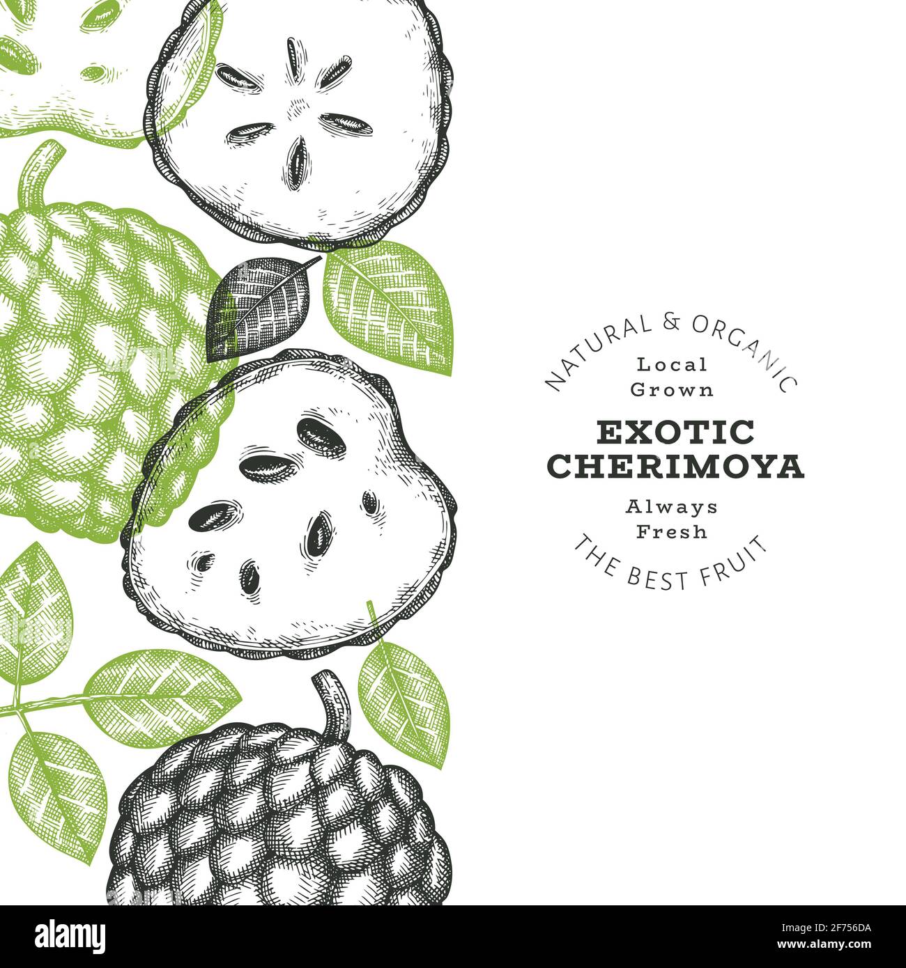 Hand drawn sketch style cherimoya banner. Organic fresh fruit vector ...