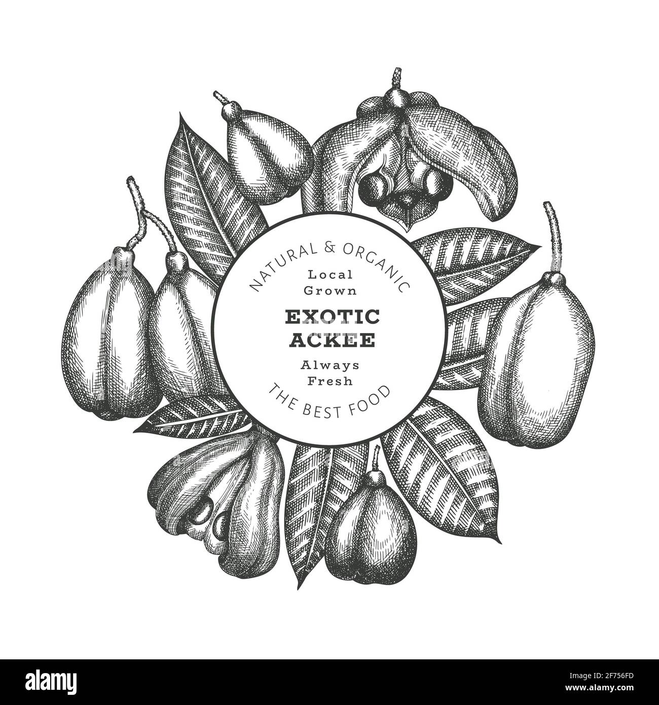 Hand drawn sketch style ackee banner. Organic fresh food vector ...