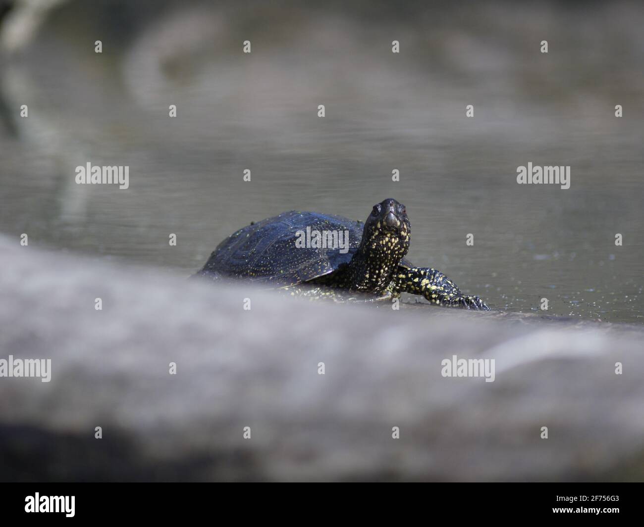 european pond terrapin, emys orbicularis in the austrian national park ...