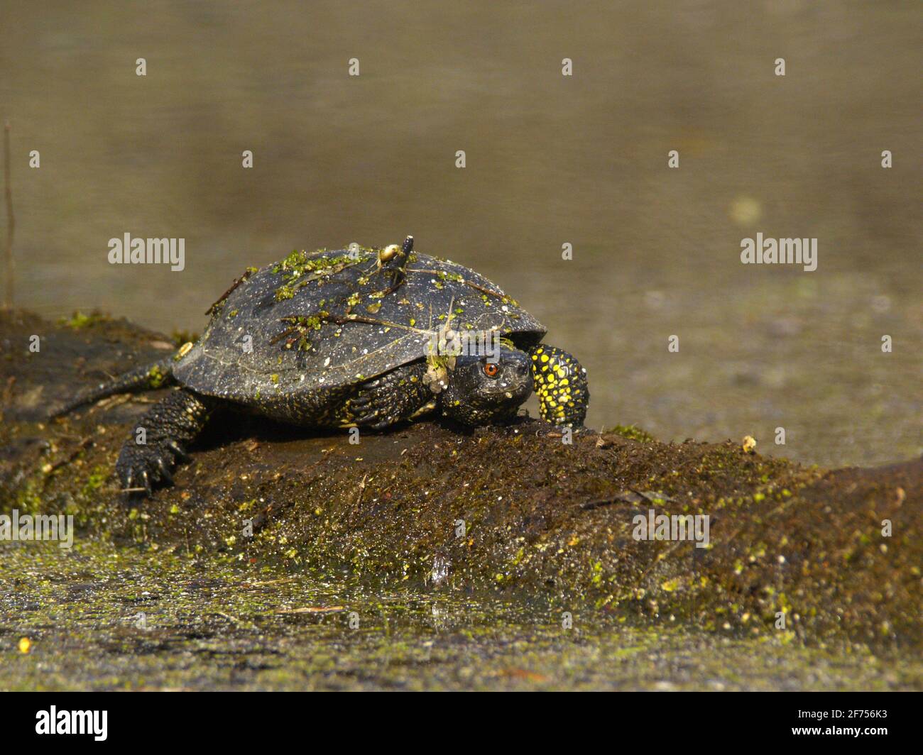 european pond terrapin, emys orbicularis in the austrian national park ...