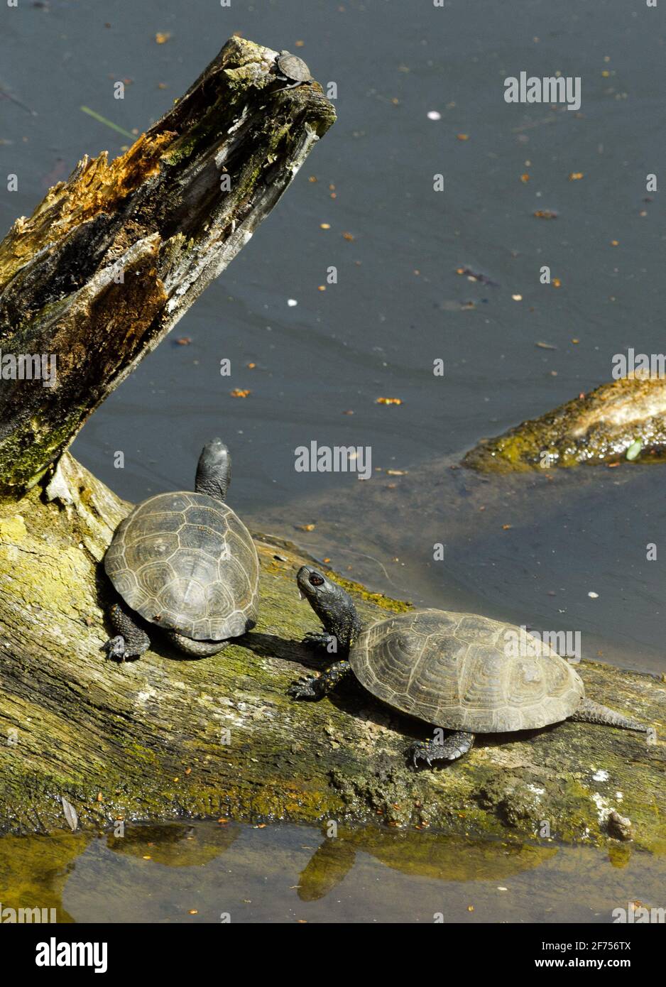 european pond terrapin, emys orbicularis in the austrian national park ...