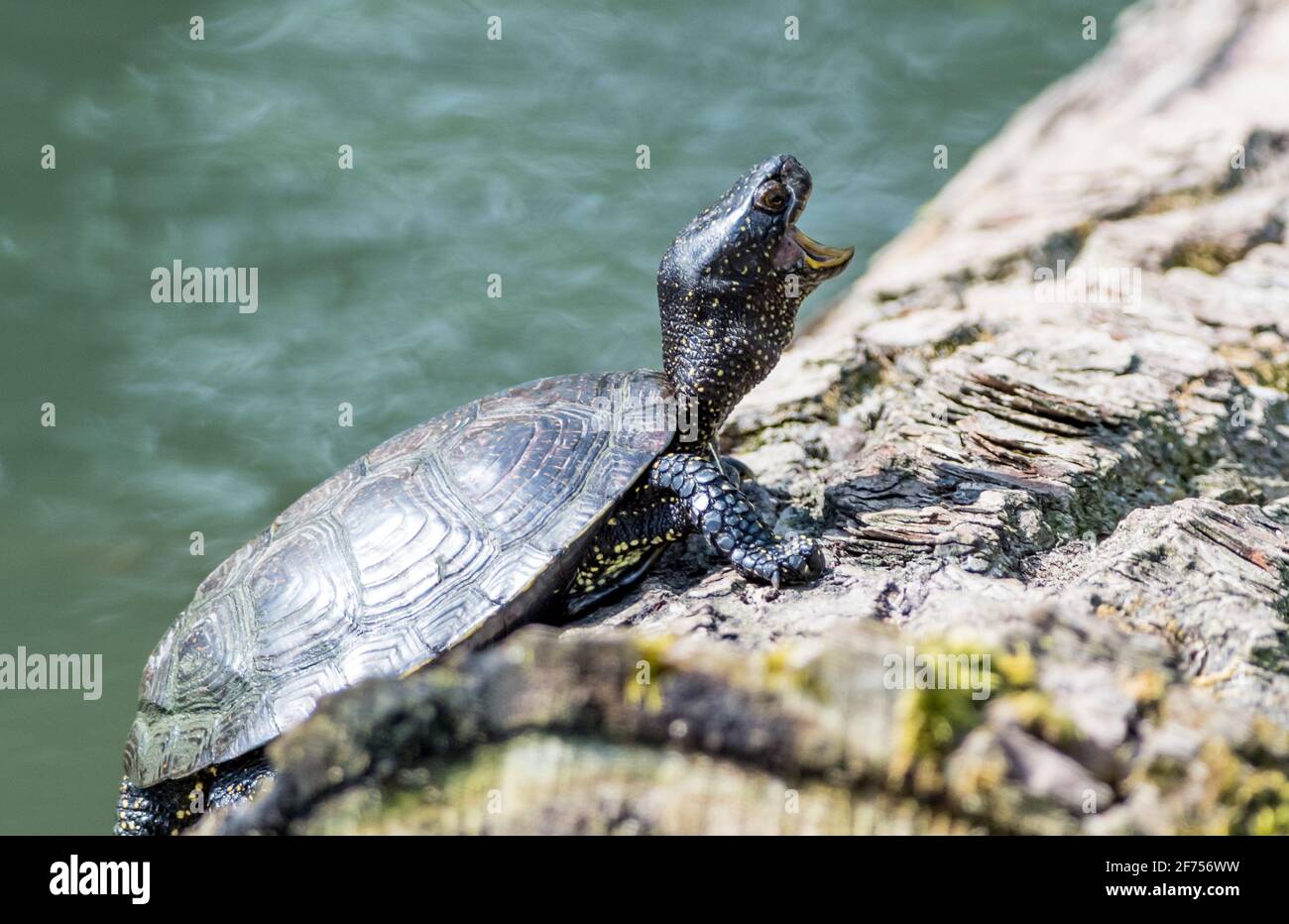 european pond terrapin, emys orbicularis in the austrian national park ...