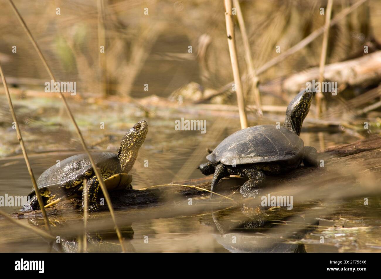 european pond terrapin, emys orbicularis in the austrian national park ...