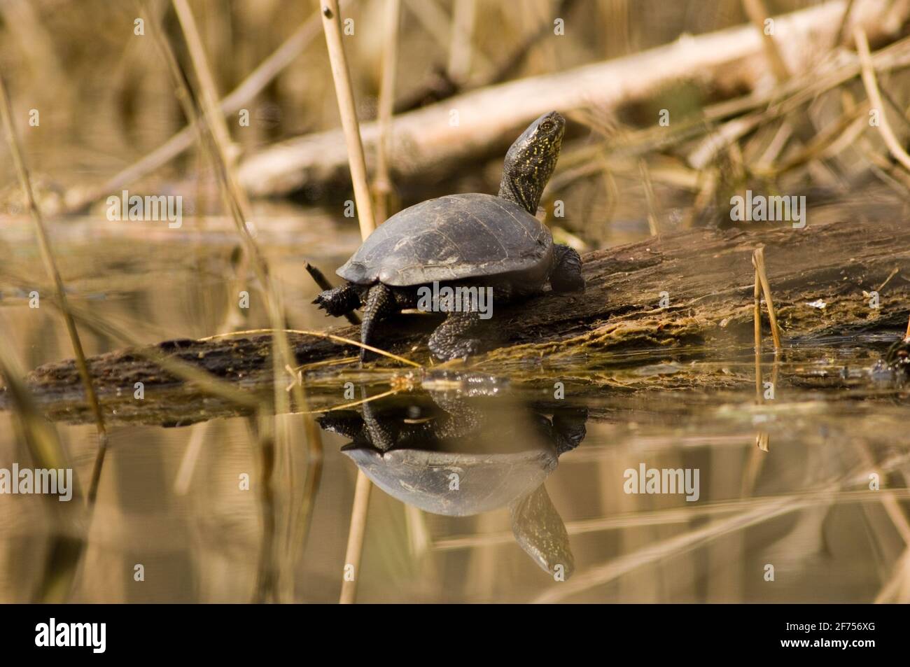 european pond terrapin, emys orbicularis in the austrian national park ...