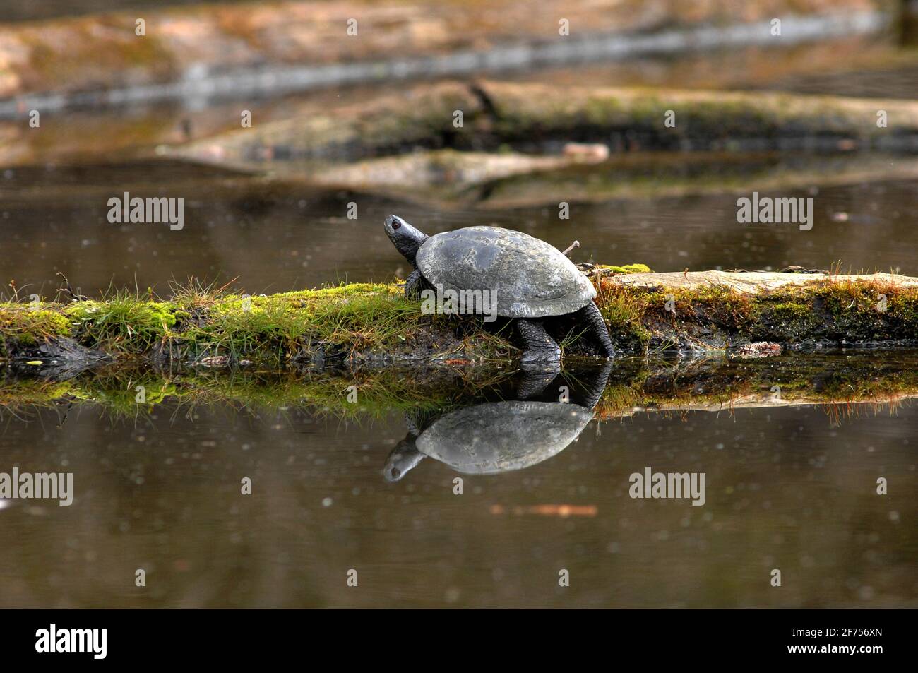 european pond terrapin, emys orbicularis in the austrian national park ...