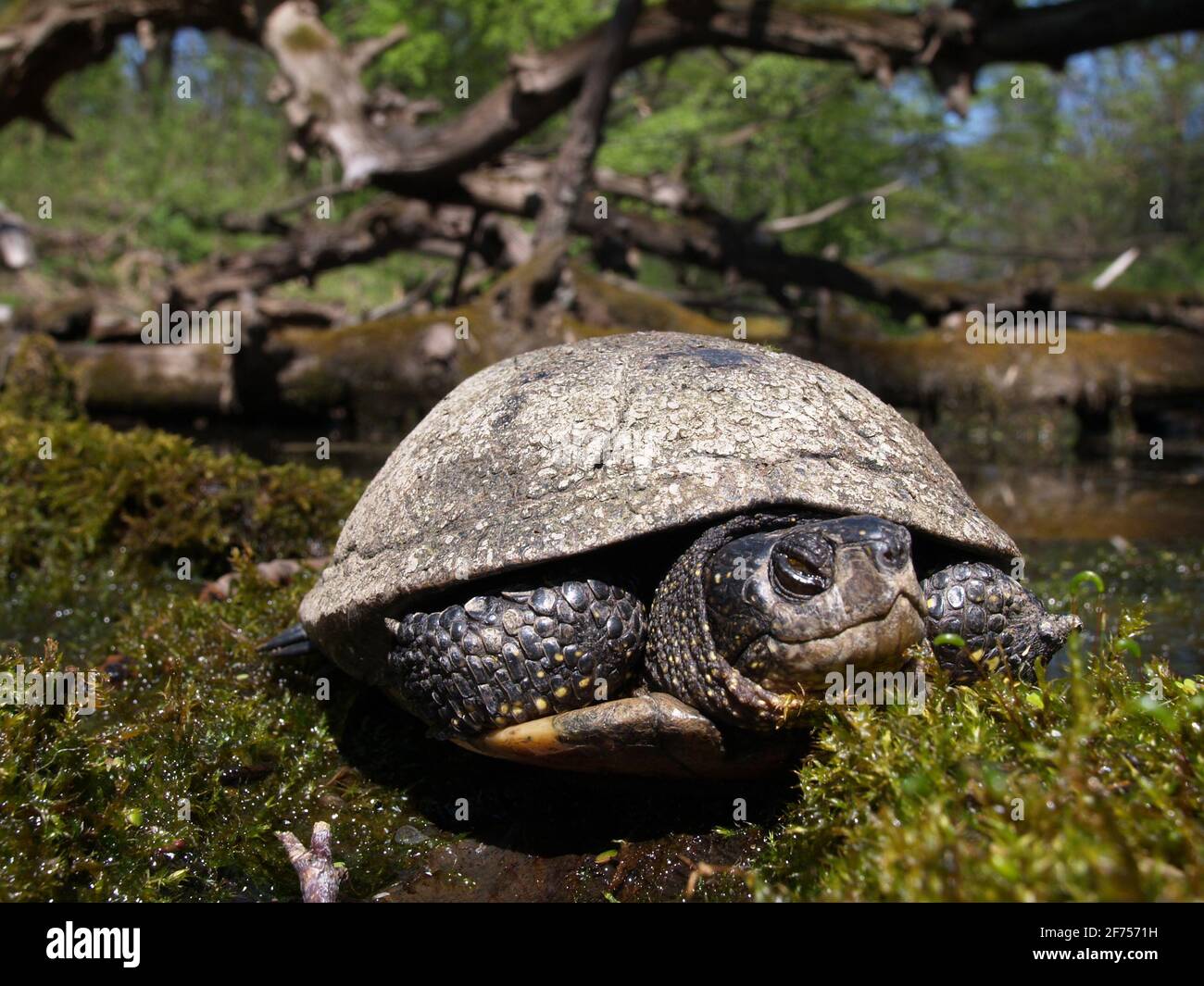 european pond terrapin, emys orbicularis in the austrian national park ...