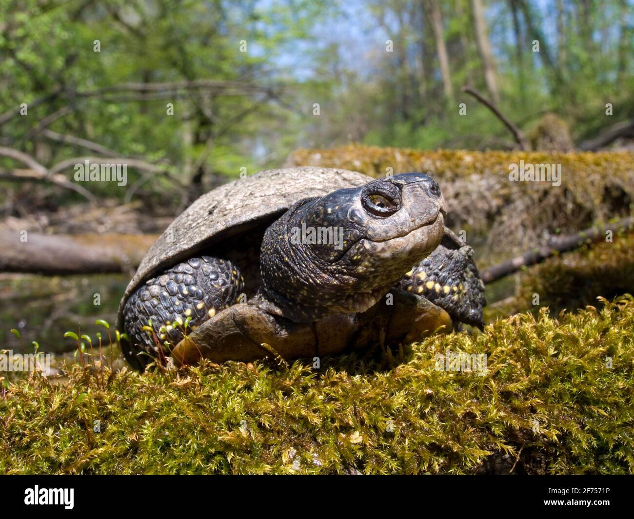 european pond terrapin, emys orbicularis in the austrian national park ...