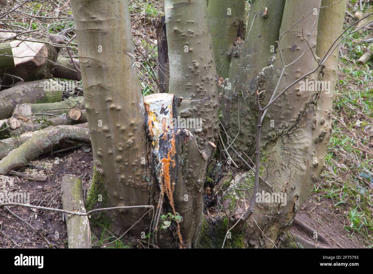Candlestick tree hi-res stock photography and images - Alamy