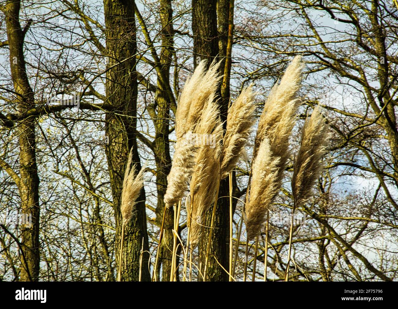 White feather pampas grass hi-res stock photography and images - Alamy