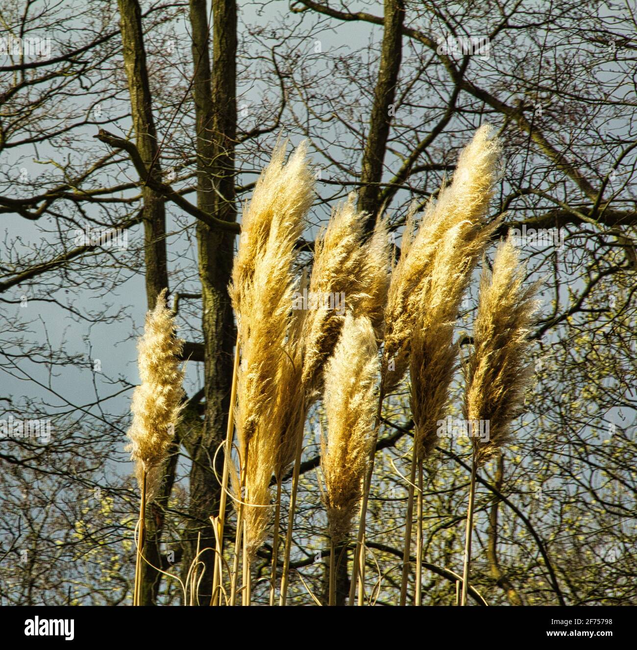 White feather pampas grass hi-res stock photography and images - Alamy