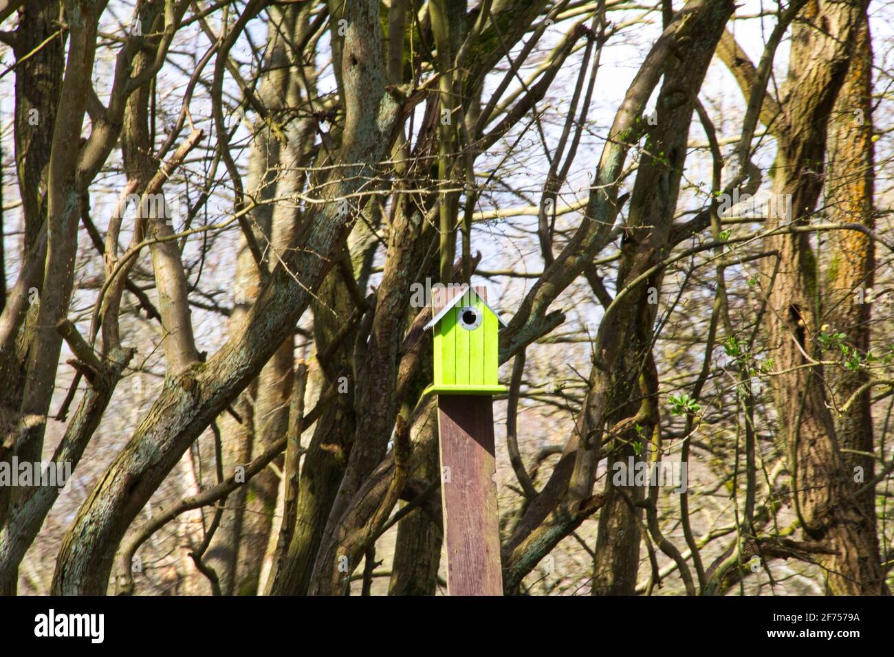 bright green bird box Stock Photo - Alamy
