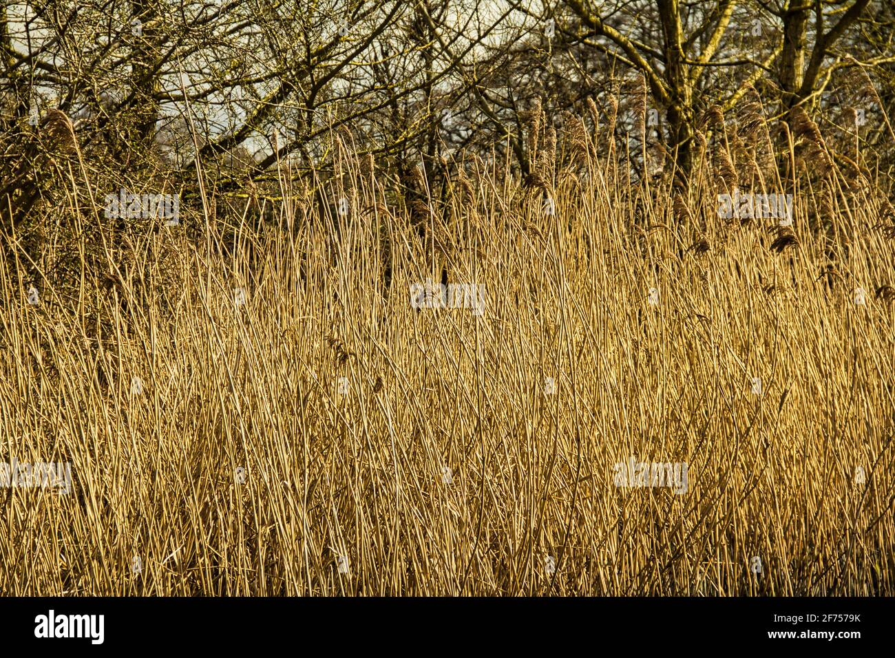 Waterside grass hi-res stock photography and images - Alamy