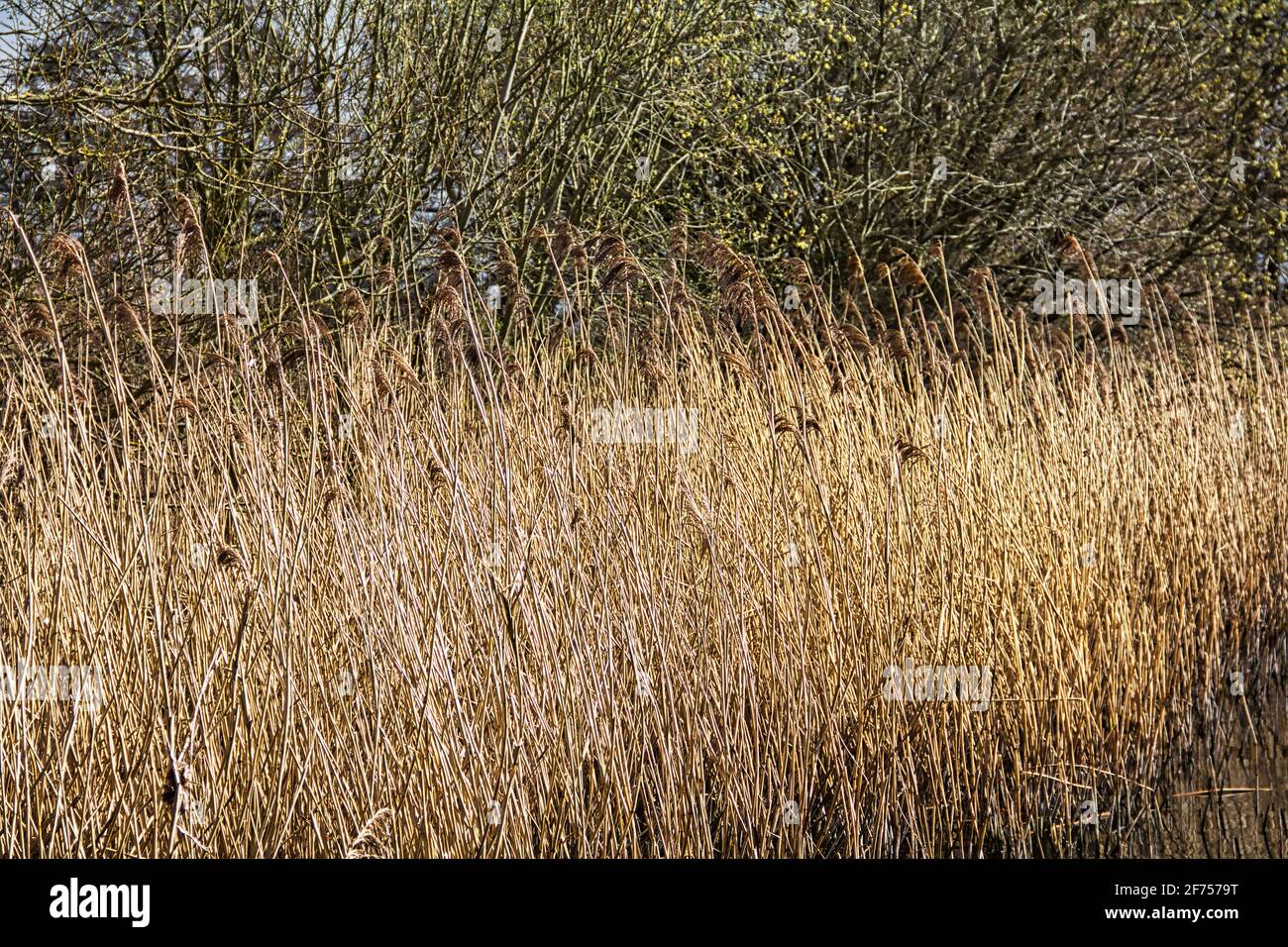 Waterside trees hi-res stock photography and images - Alamy