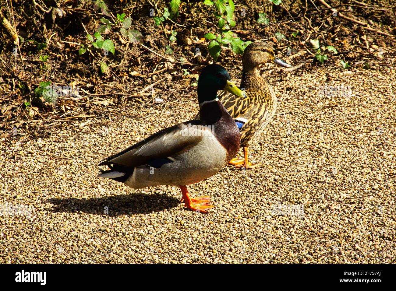 ducks walking along a path Stock Photo - Alamy
