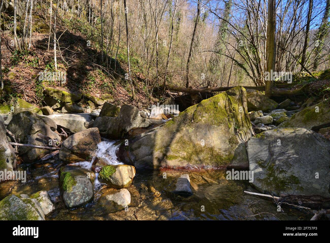 Small and narrow stream flowing throught the dense forest on early ...