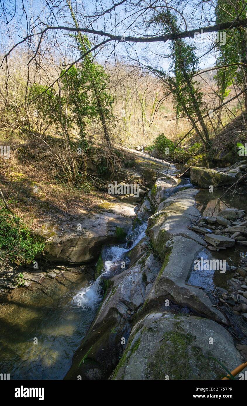 Small and narrow stream flowing throught the dense forest on early ...