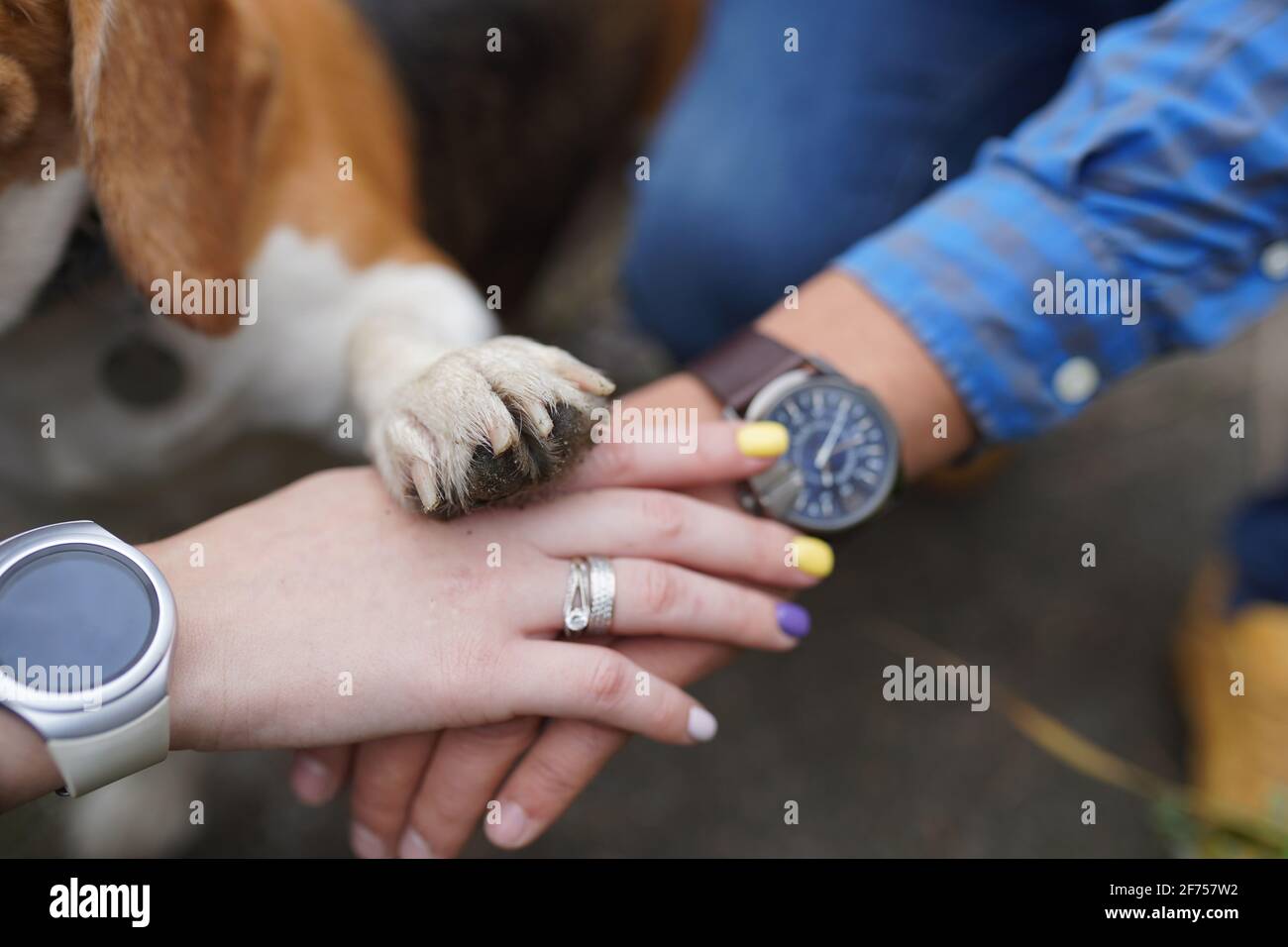 a dog's paw in a human hands, friendship of people and animals Stock ...