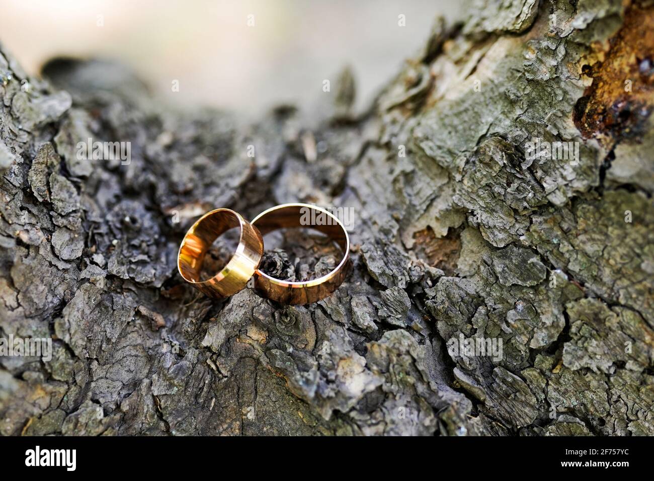 Golden wedding rings laying on the tree , nature background Stock Photo ...
