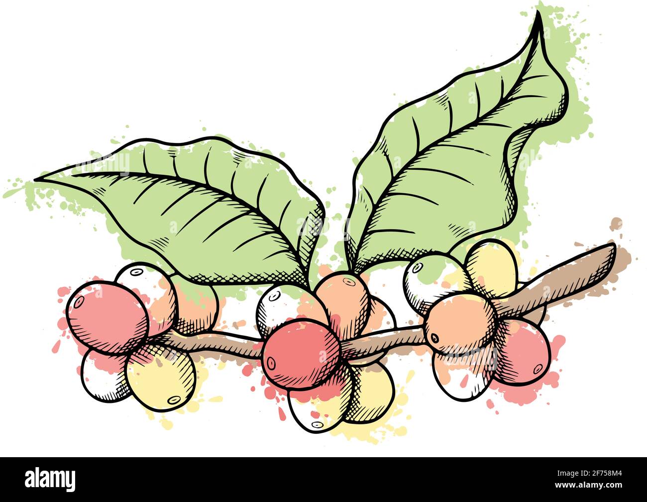 Black ink outline coffee branch with watercolor texture with sprinkles ...