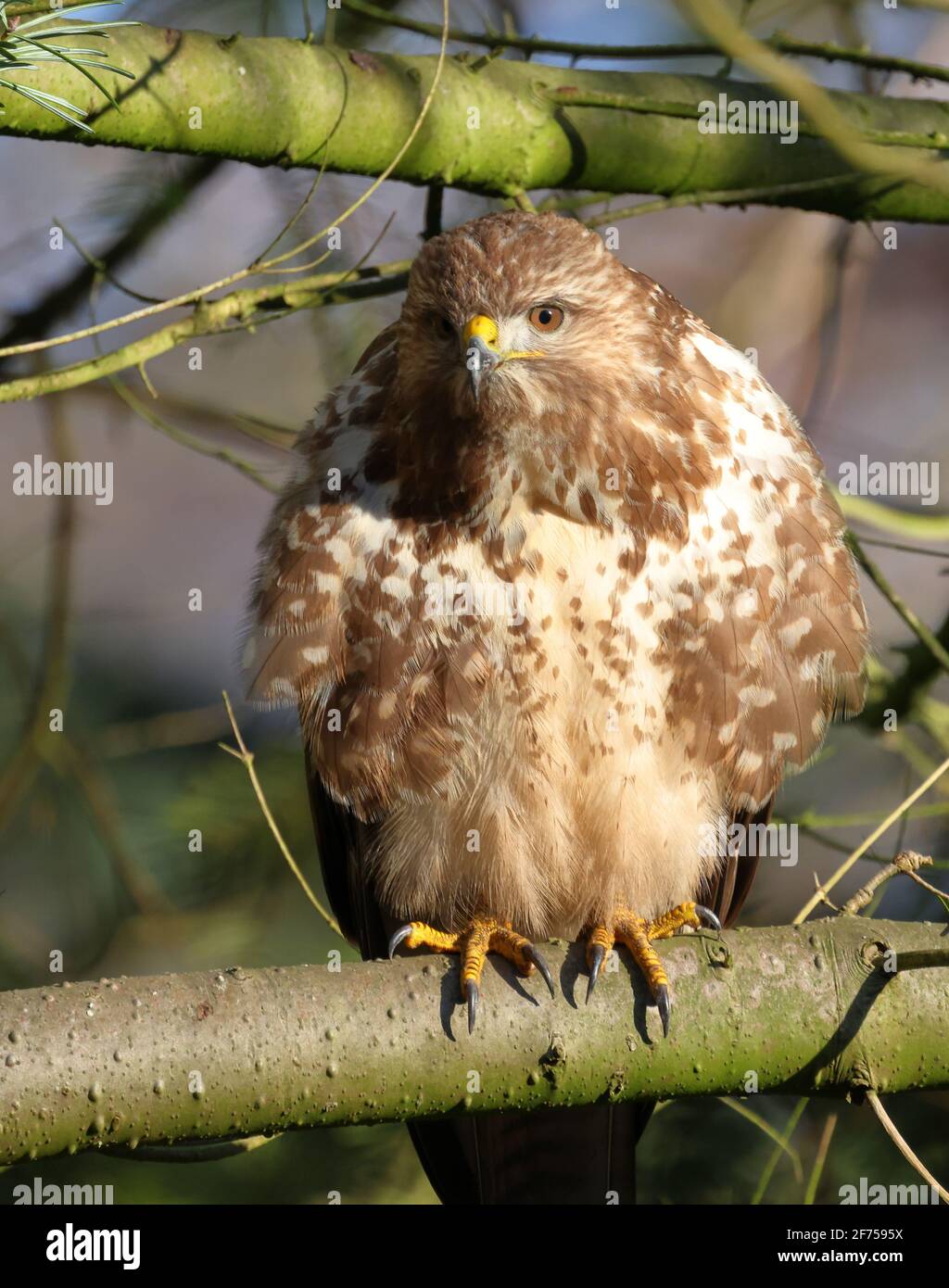 Common buzzard close up eye hi-res stock photography and images - Alamy