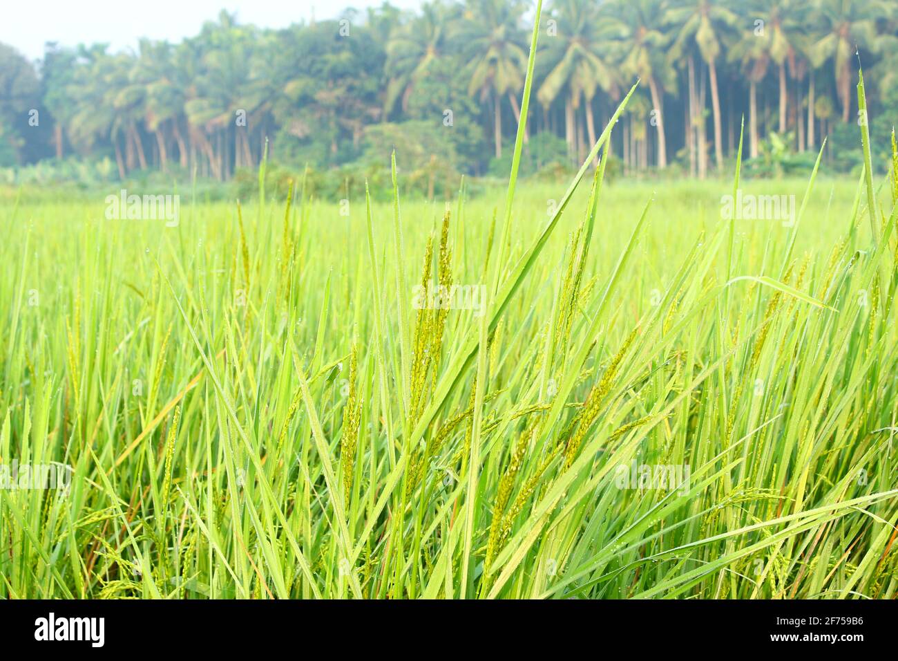 paddy field kerala Stock Photo - Alamy