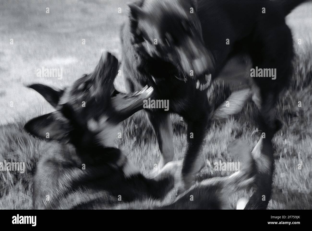 Canine motion hi-res stock photography and images - Alamy