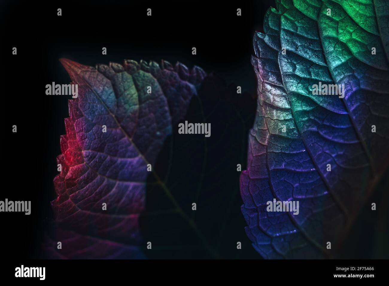 Beautiful faded old leaf in colorful light on a black. Minimalism retro ...