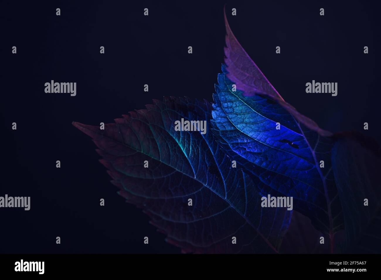 Beautiful faded old leaf in colorful light on a black. Minimalism retro ...
