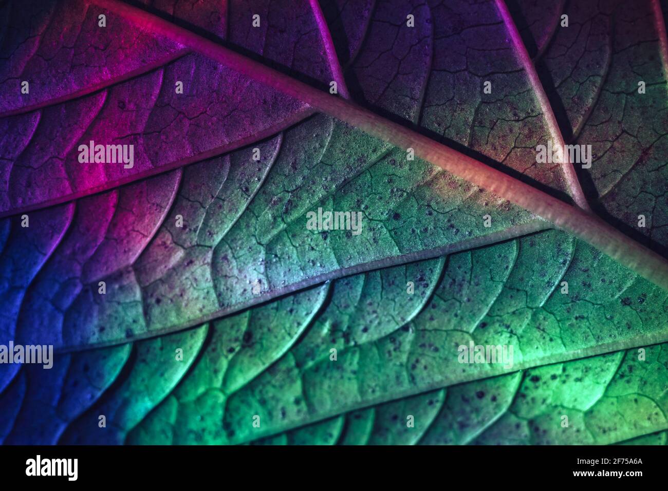 Close up Beautiful abstract leaf in colorful light. Minimalism modern ...