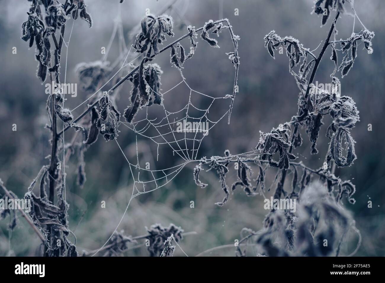 Frozen spider web background winter. Frozen nature. A cobweb on the ...