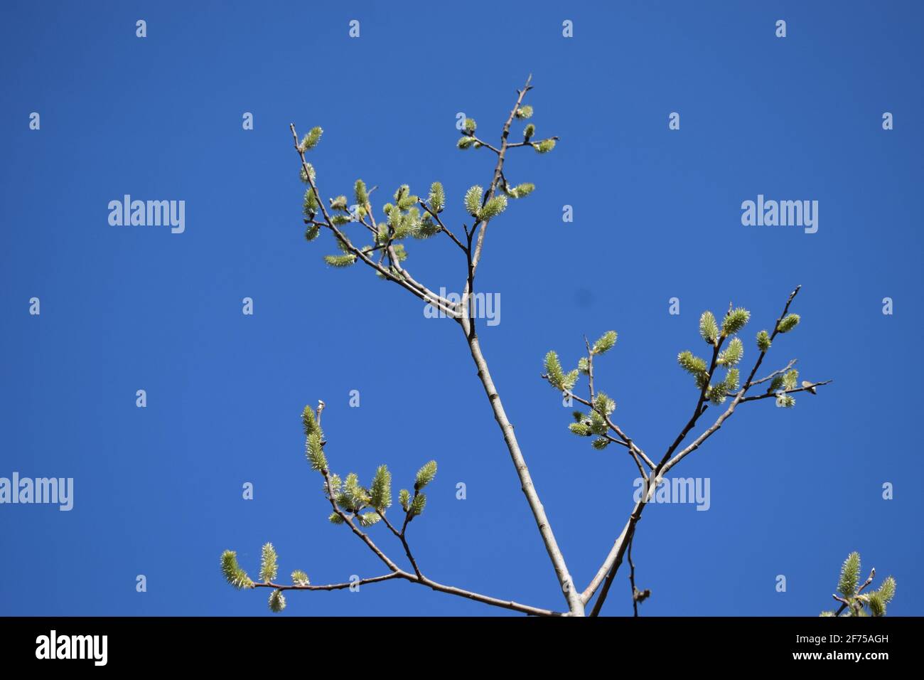 Heron and willows hi-res stock photography and images - Alamy