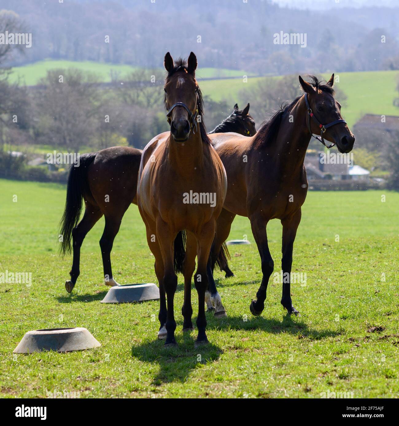 Three horses in a field Stock Photo - Alamy