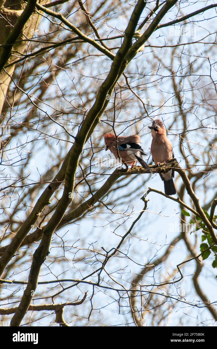 Courting seasons hi-res stock photography and images - Alamy